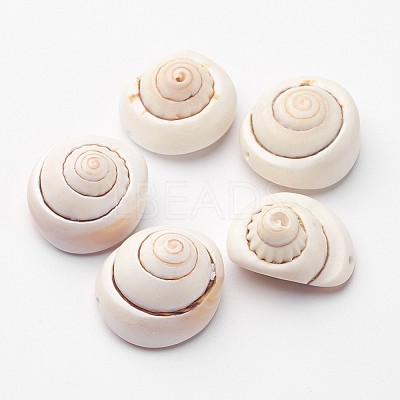 Natural Shiva Eye Shell Beads - Lbeads.com