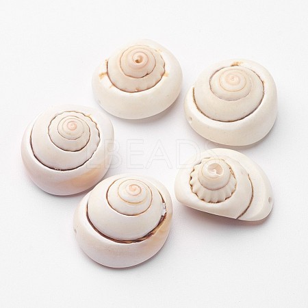 Natural Shiva Eye Shell Beads - Lbeads.com